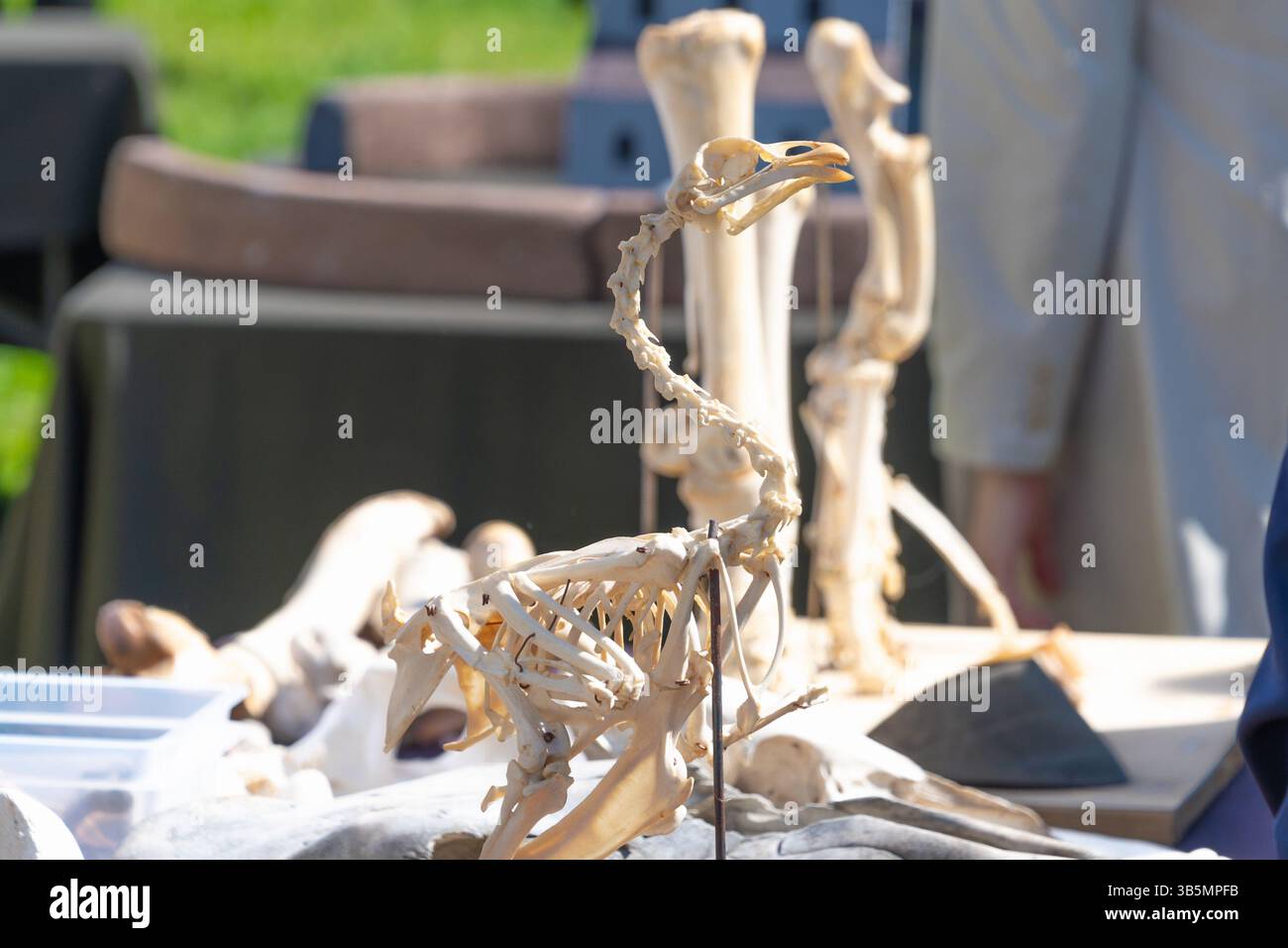 Bird skeleton displayed on outdoor table at educational event Stock ...