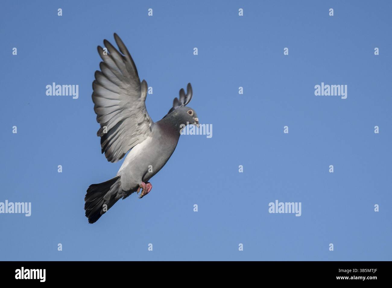 Carrier pigeon in flight under a blue sky Stock Photo - Alamy