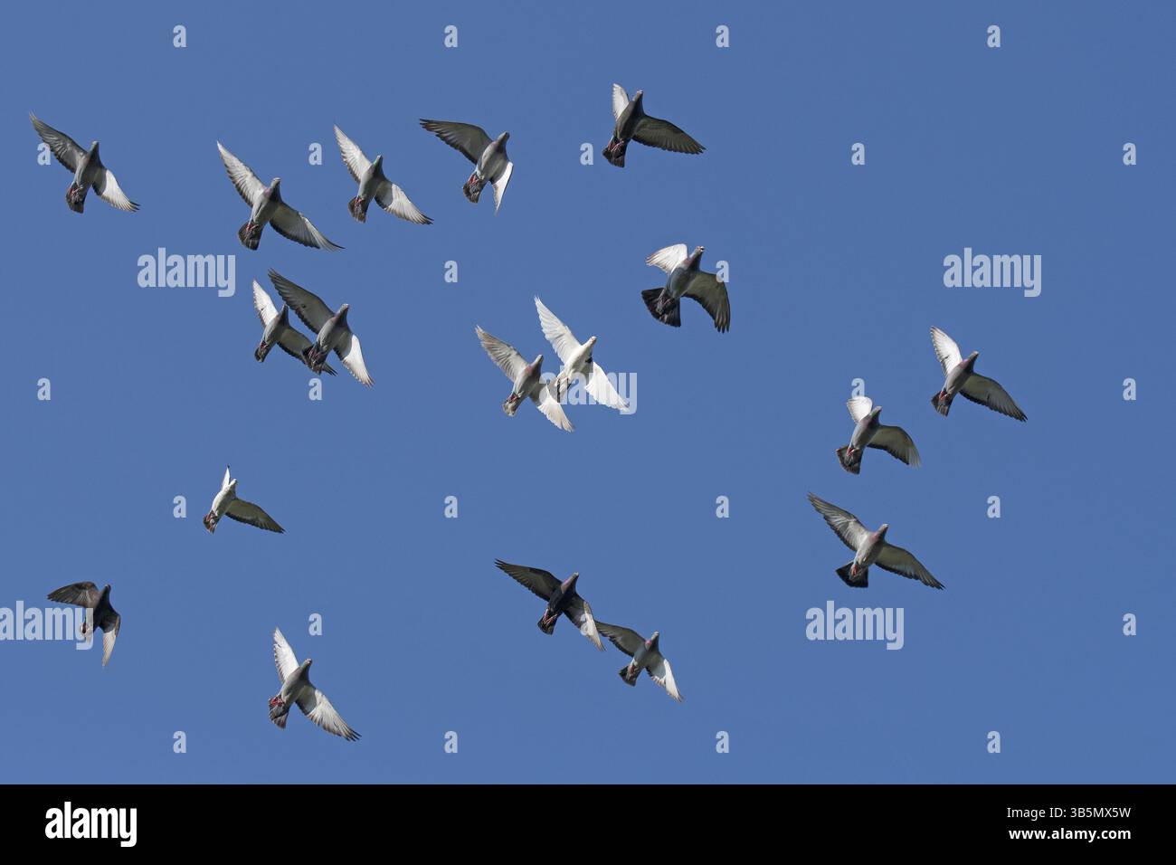 To home groups hi-res stock photography and images - Alamy