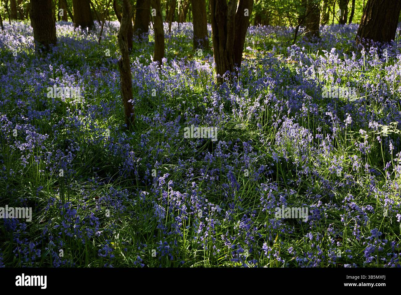 English bluebell woodland in spring with contrasting sunlight and ...