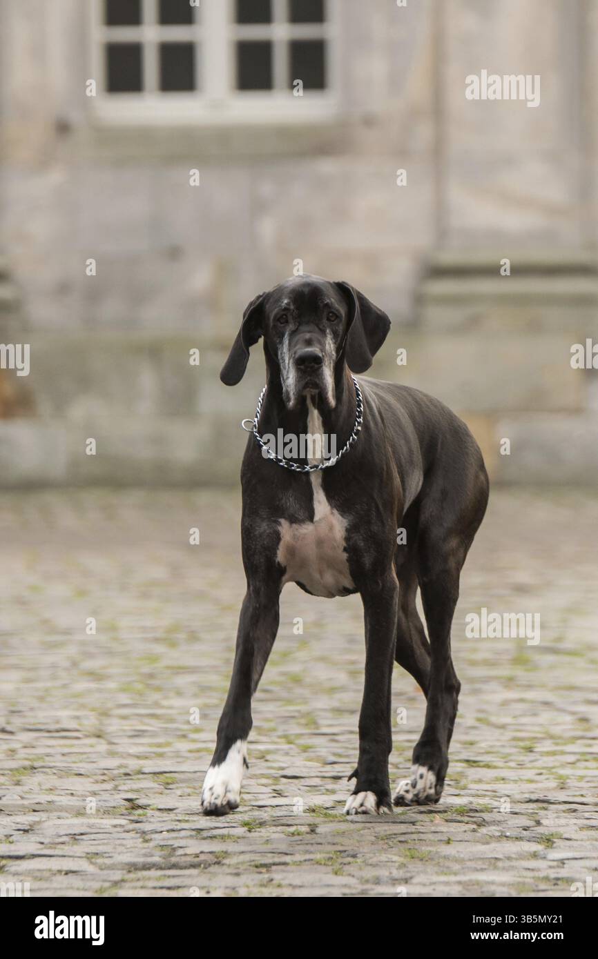 Great Dane in front of a building Stock Photo - Alamy