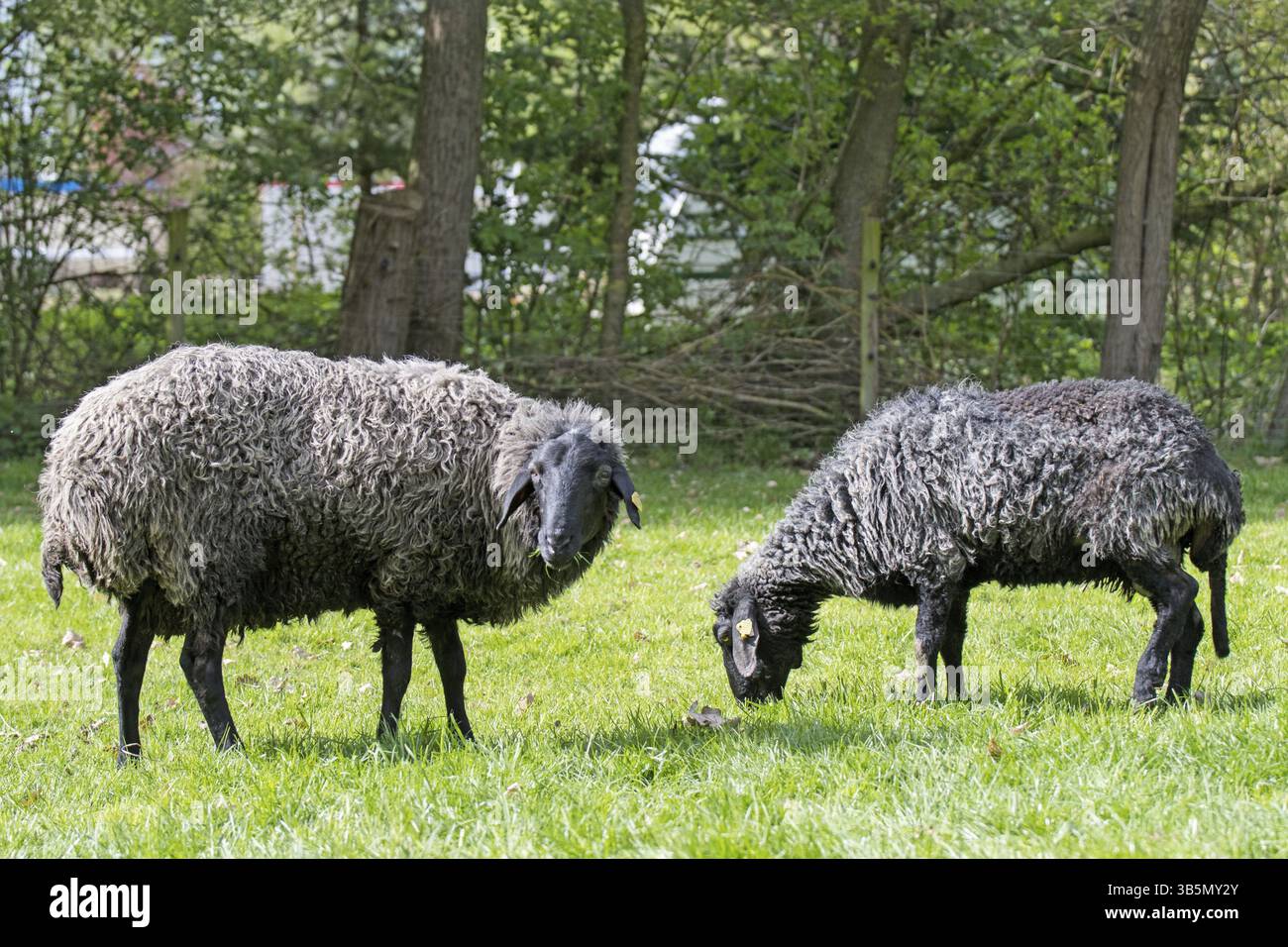 Karakul sheep on the pasture Stock Photo - Alamy