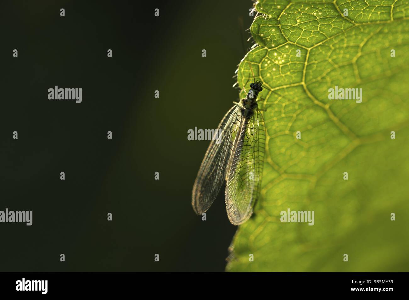 Green pearl eye (Chrysopa perla Stock Photo - Alamy