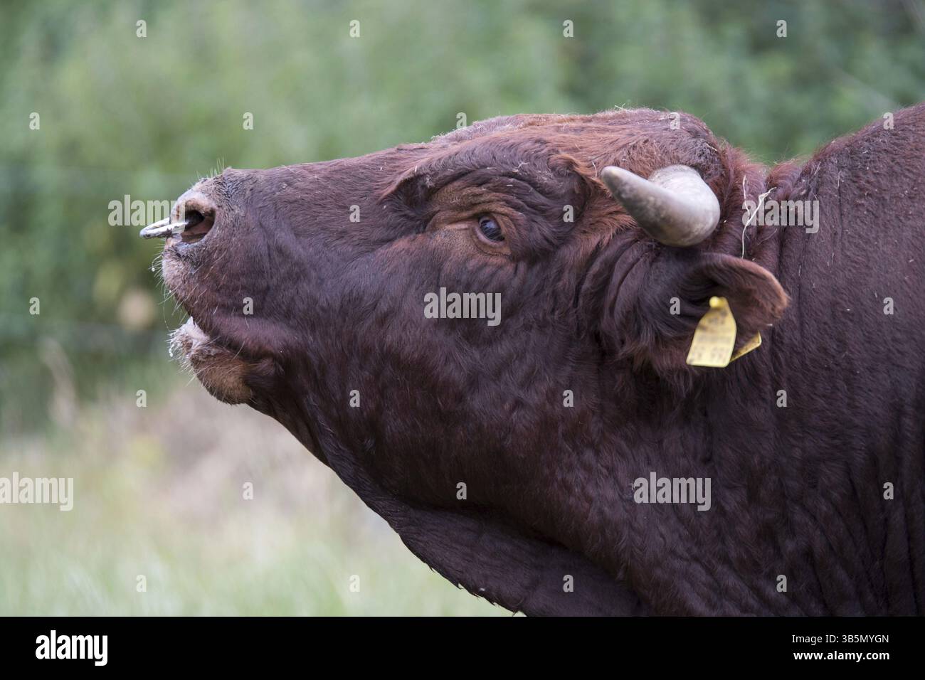 Red bull head hi-res stock photography and images - Alamy