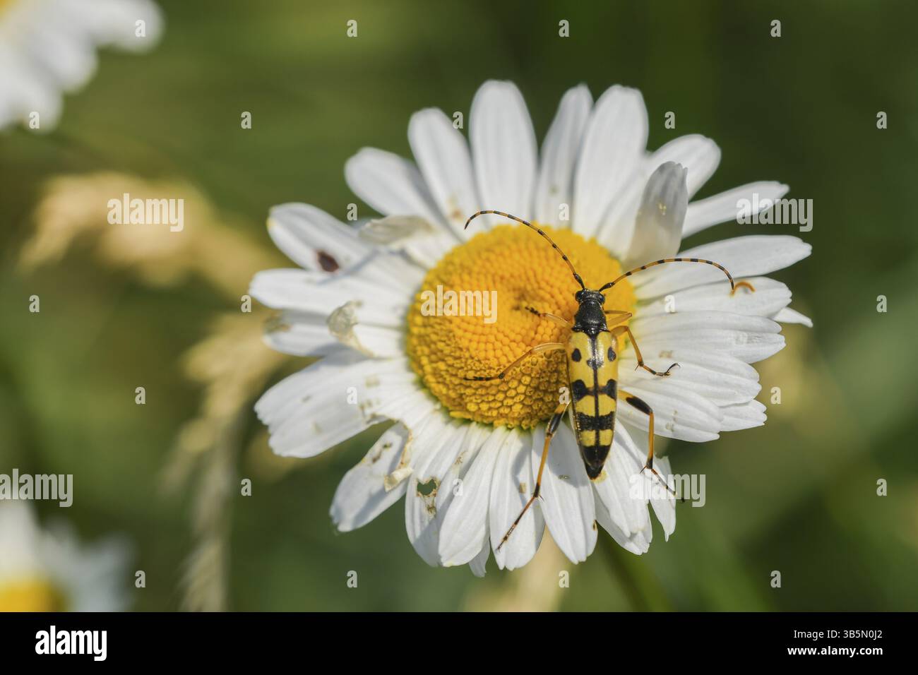 Spotted longhorn (Rutpela maculata) on a daisy Stock Photo - Alamy