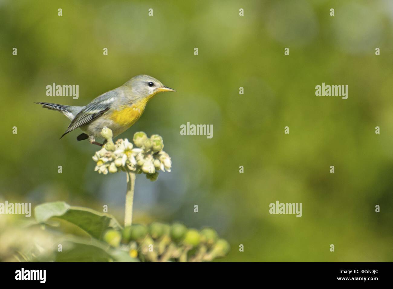 Cuban vireos hi-res stock photography and images - Alamy