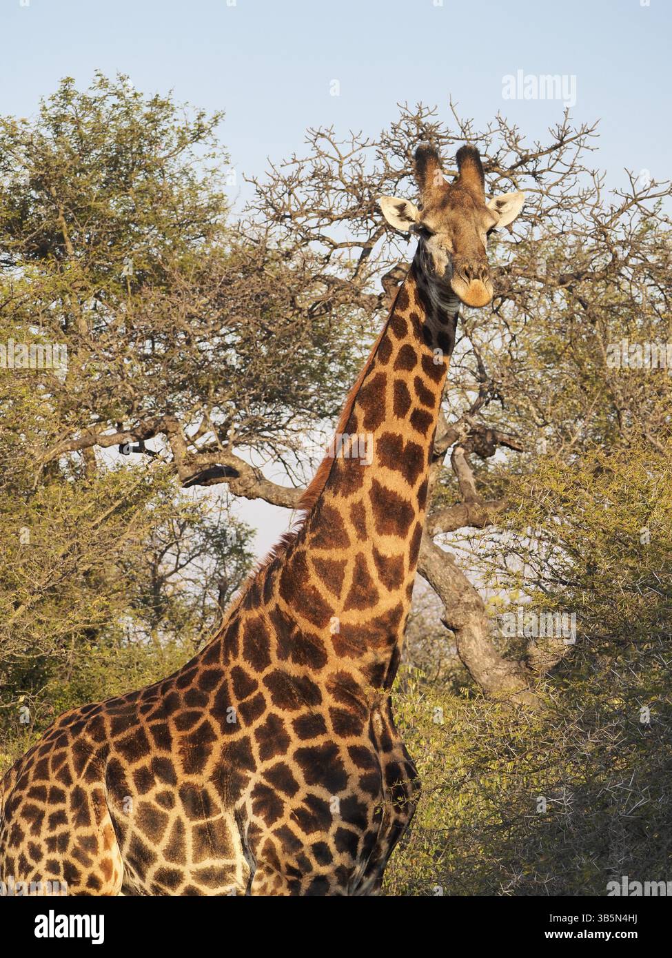 Giraffe observation hi-res stock photography and images - Alamy