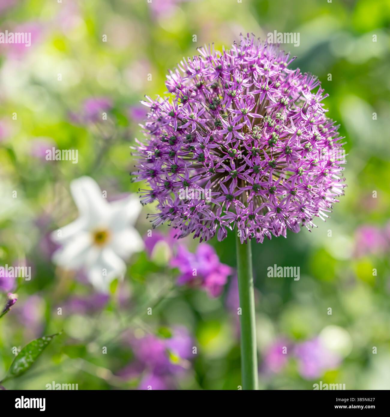 Park Lane - Pollinator Landscape, Liverpool - Designed by Flavia ...