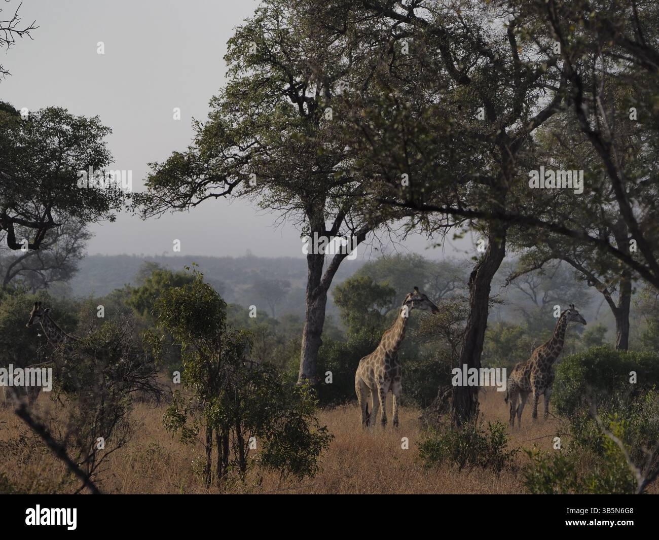 Giraffe observation hi-res stock photography and images - Alamy