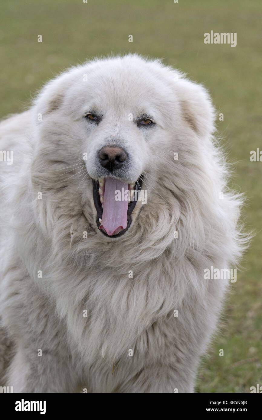 A pyrenean mountain dog hi-res stock photography and images - Alamy