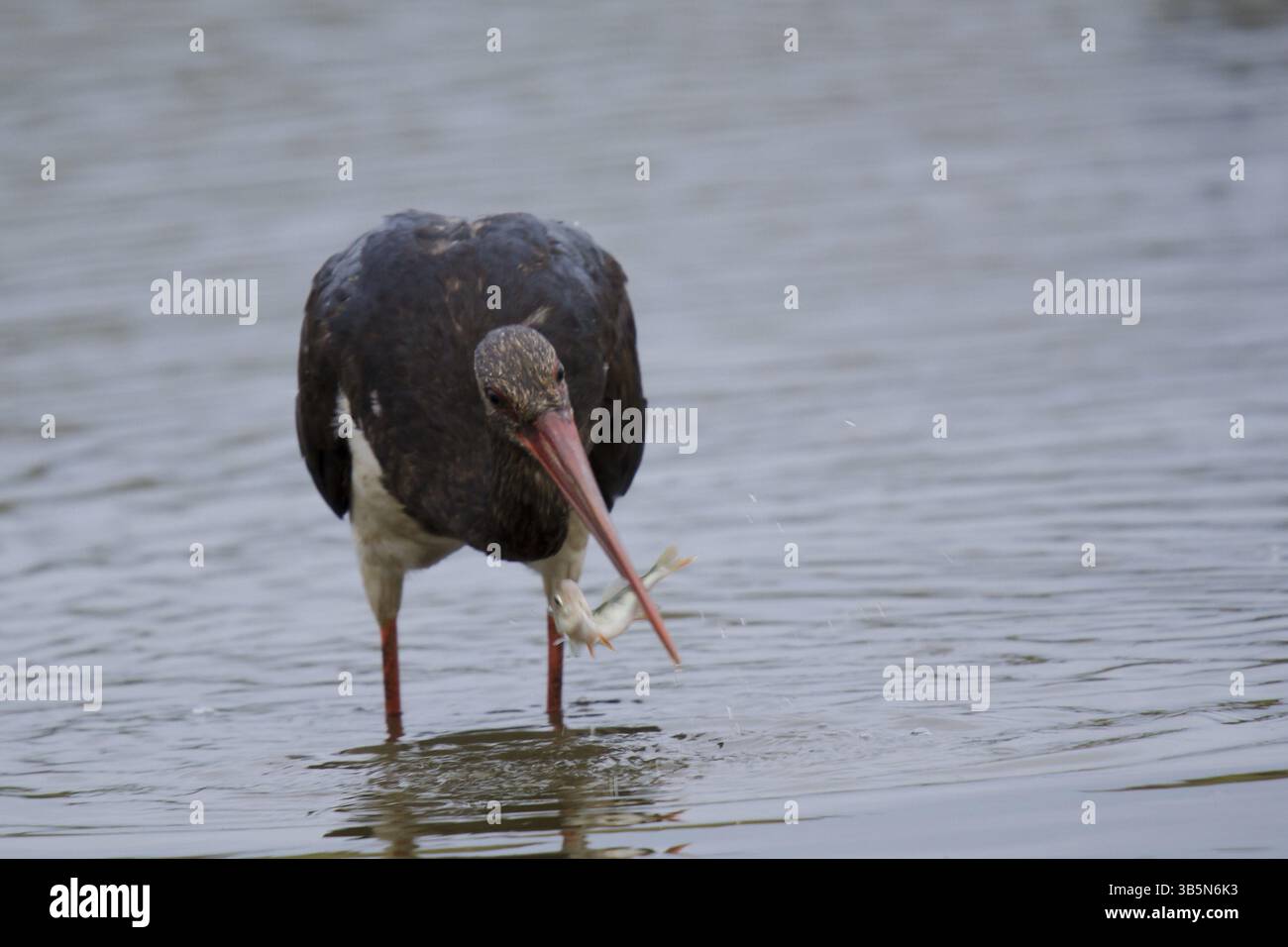 Stork catching prey hi-res stock photography and images - Alamy