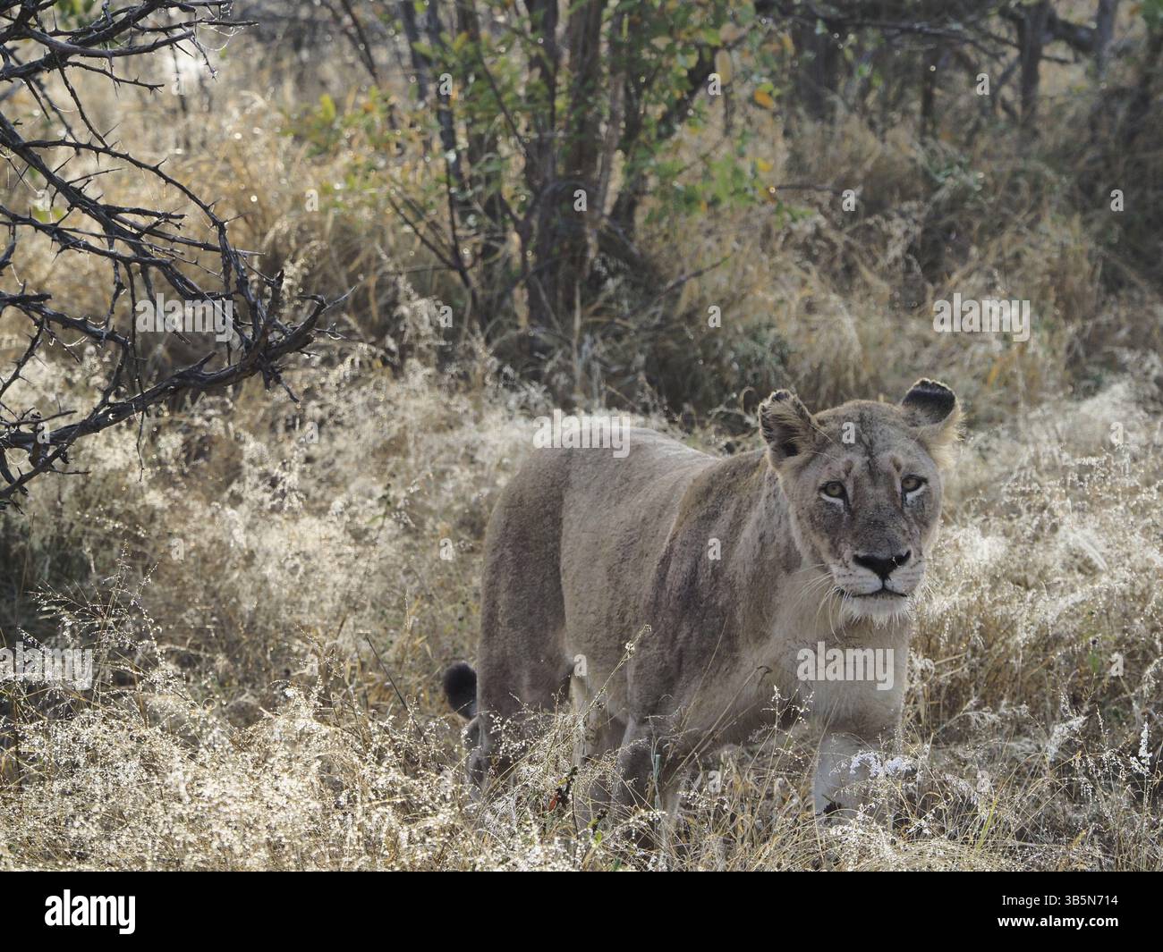 Lion in dry grass hi-res stock photography and images - Alamy