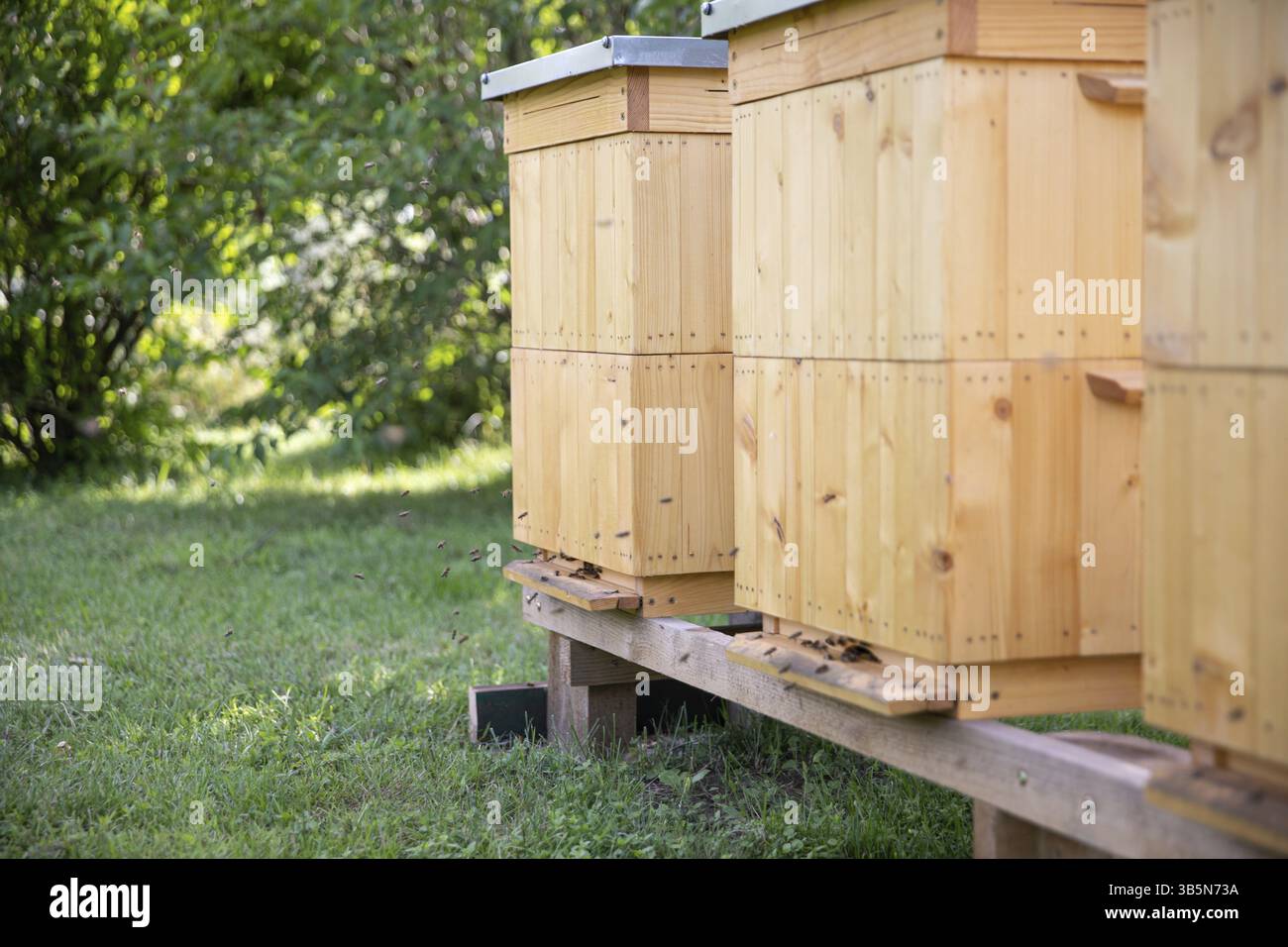 Bee, hives, standing, garden, sunny, day., Some, bees, arrive, others ...