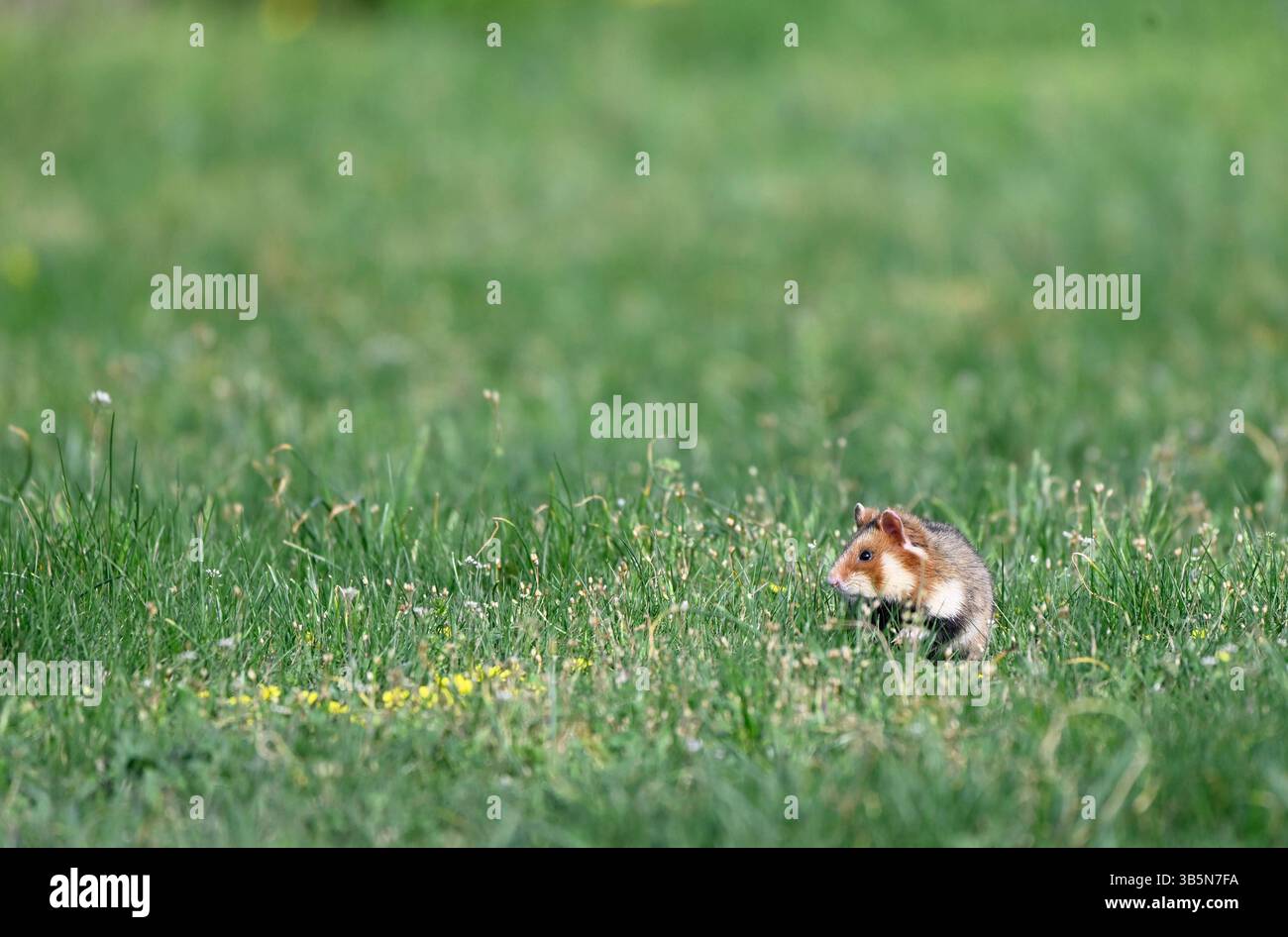 Österreich- Wien - Natur - 2025 Zentralfriedhof Europäischer Hamster ...