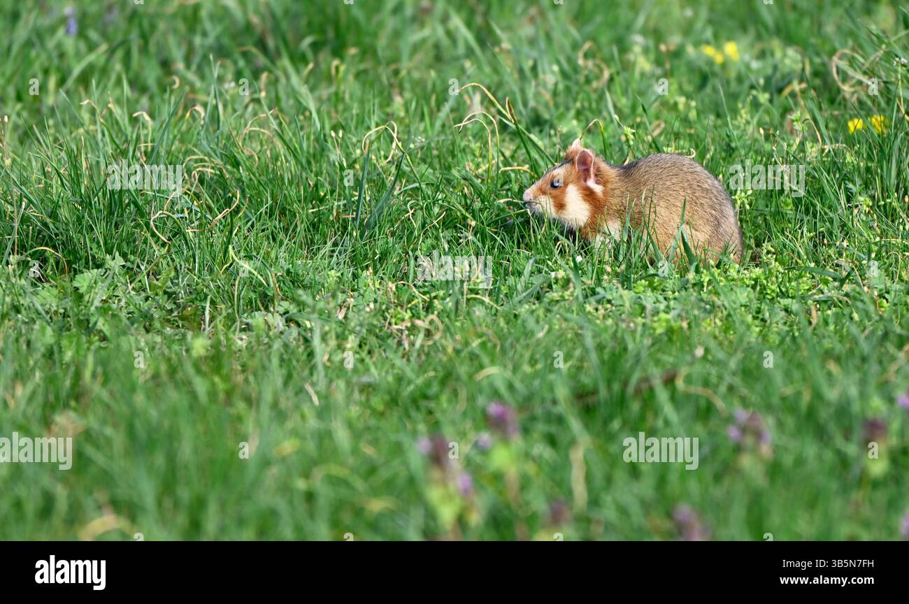 Österreich- Wien - Natur - 2025 Zentralfriedhof Europäischer Hamster ...