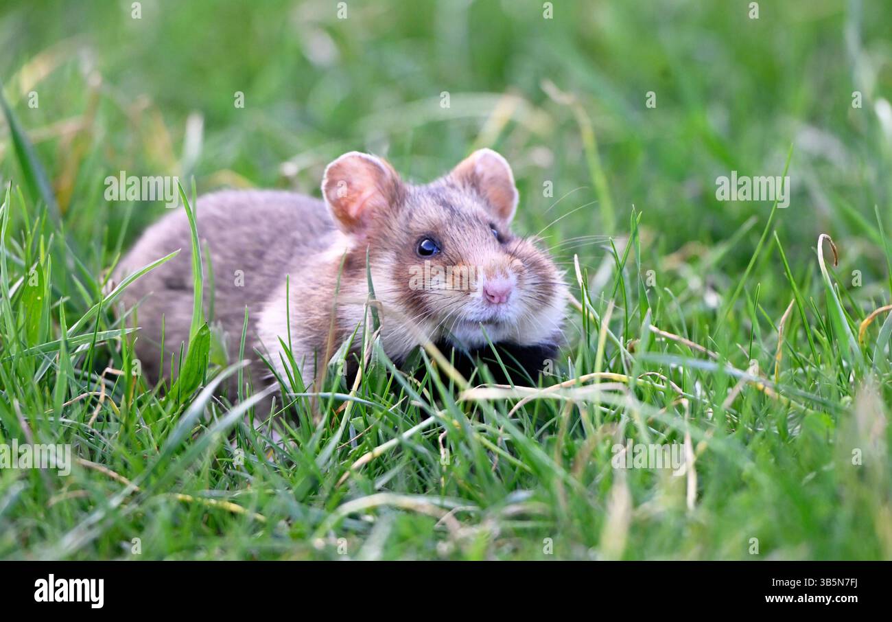 Österreich- Wien - Natur - 2025 Zentralfriedhof Europäischer Hamster ...