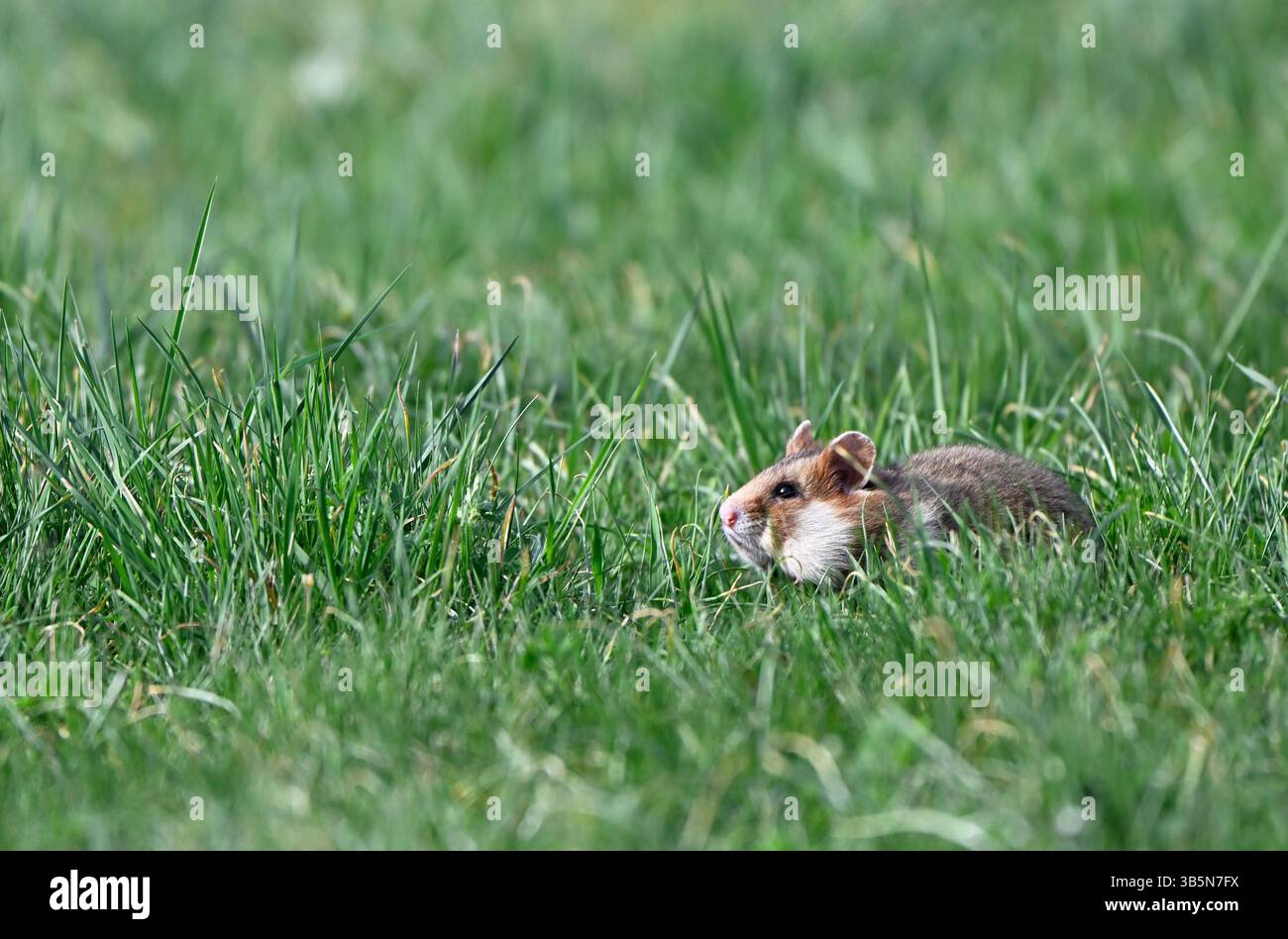 Österreich- Wien - Natur - 2025 Zentralfriedhof Europäischer Hamster ...