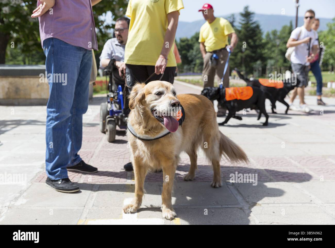 Dog visual acuity hi-res stock photography and images - Alamy