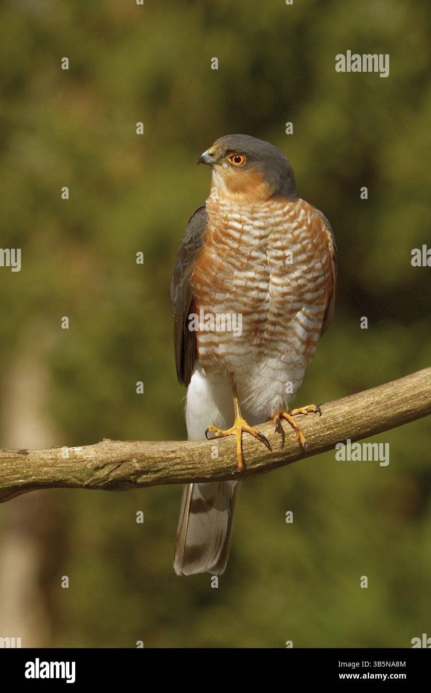 Sparrowhawk hunting hi-res stock photography and images - Alamy