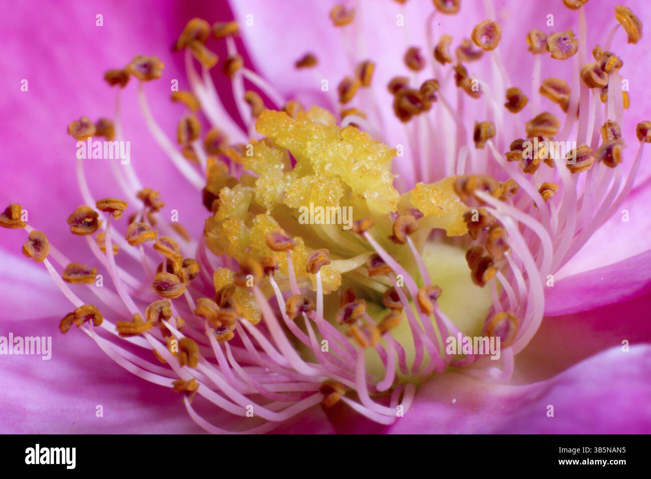 Macro shoot of pestle and stamens on a pink flower Stock Photo - Alamy