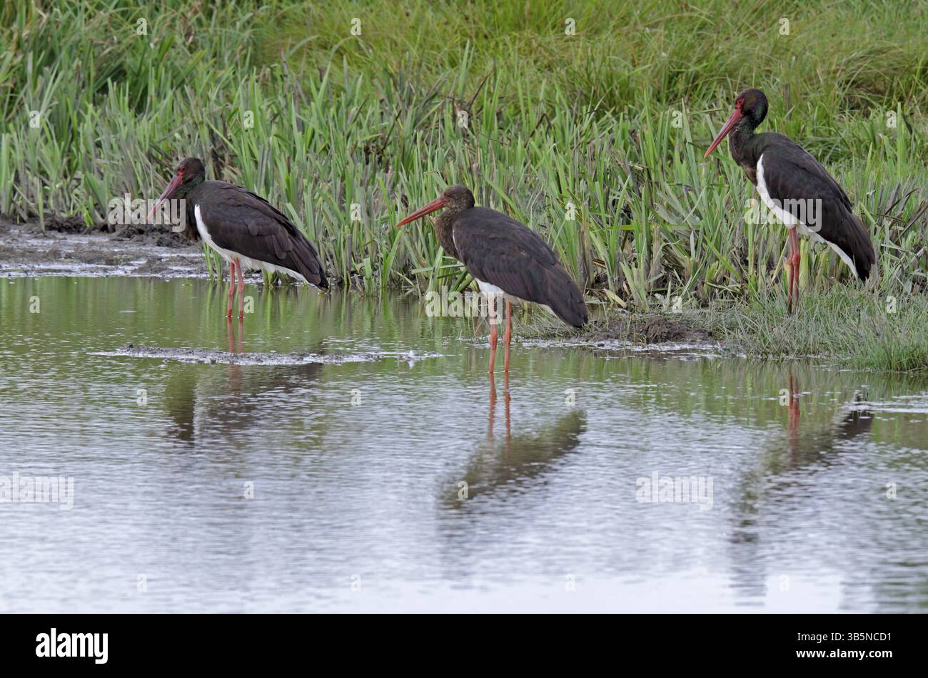 Storks by the water hi-res stock photography and images - Alamy