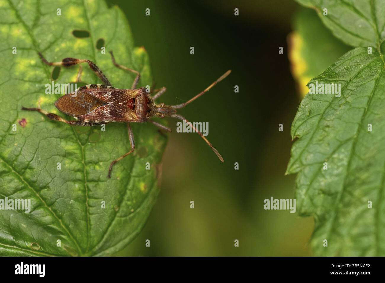 Western conifer seed bug (Leptoglossus occidentalis Stock Photo - Alamy