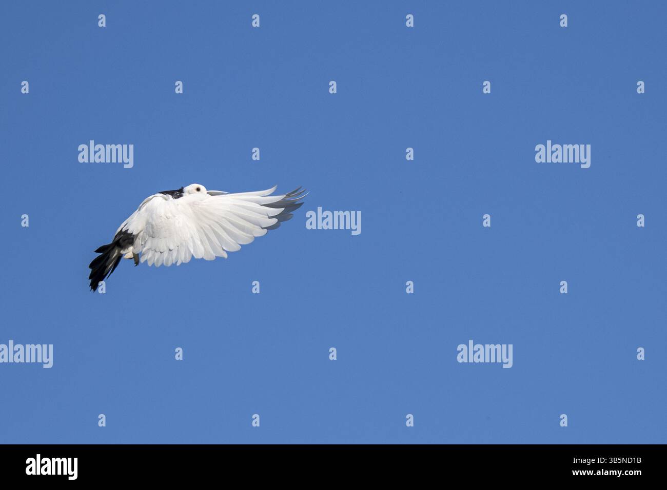 Carrier pigeon in flight against a blue sky Stock Photo - Alamy