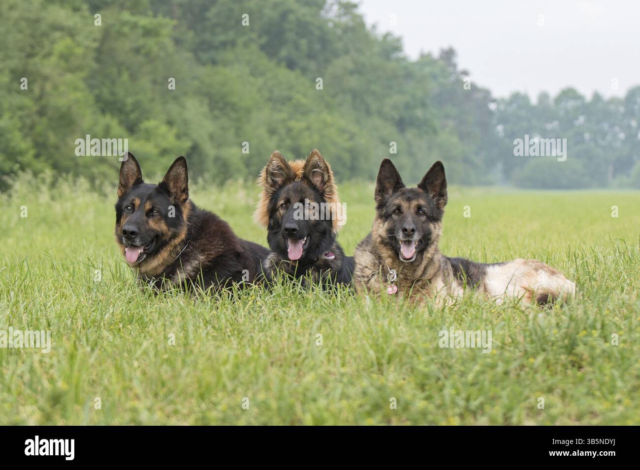 3 shepherds hi-res stock photography and images - Alamy