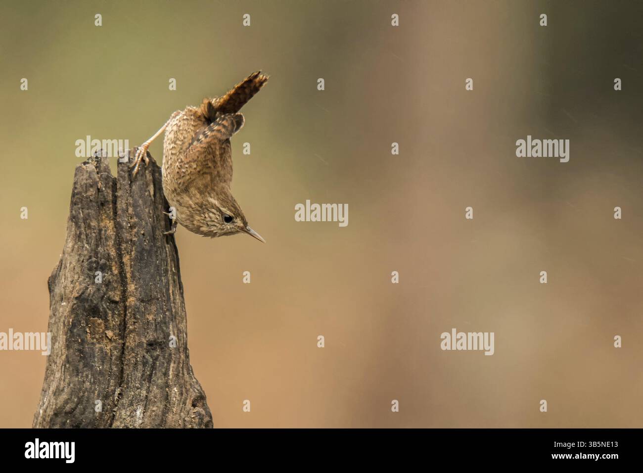 Eurasian wren troglodytes in natural hi-res stock photography and ...