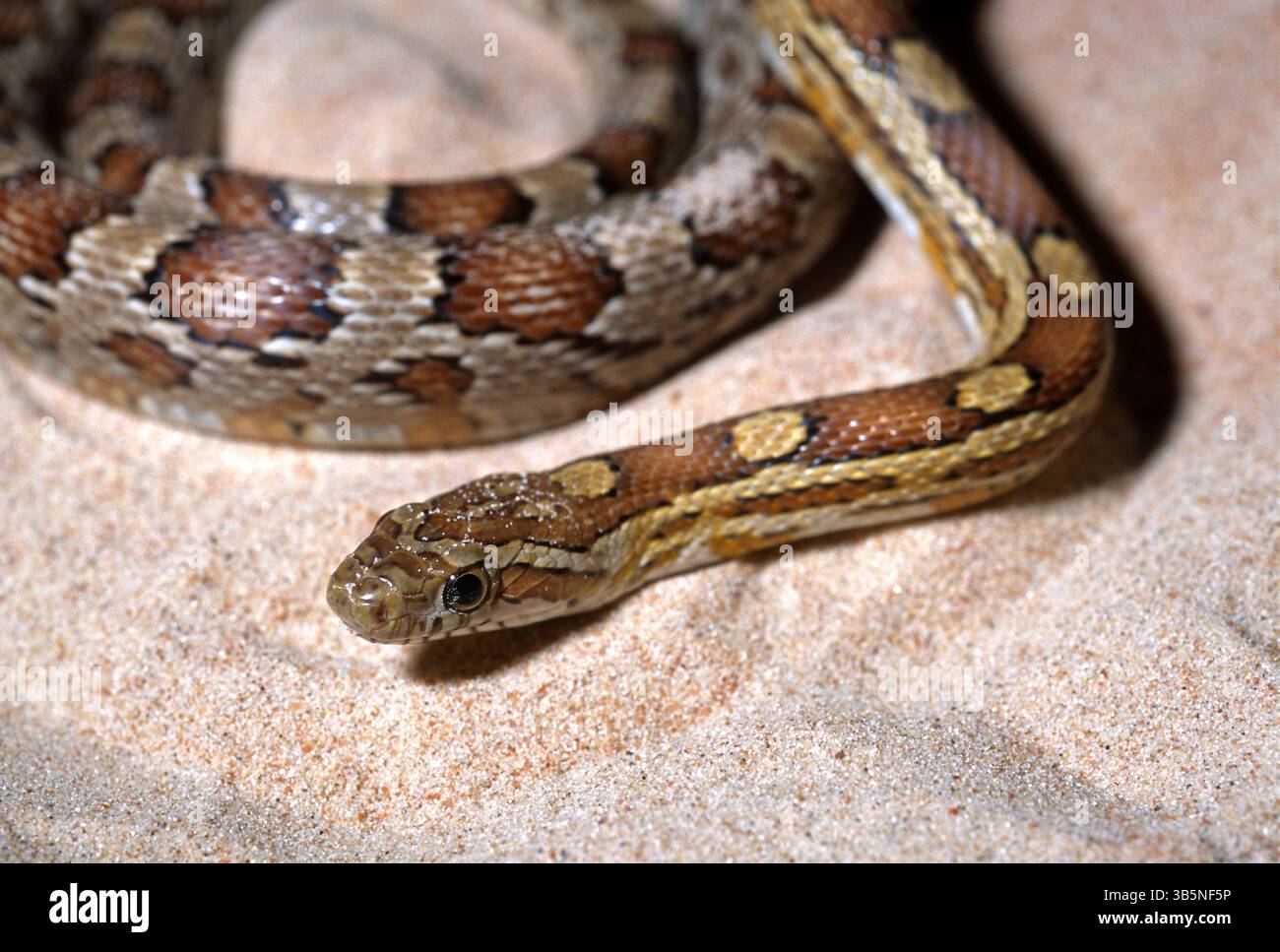 Pantherophis guttatus "crimson", Colubridae Stock Photo - Alamy
