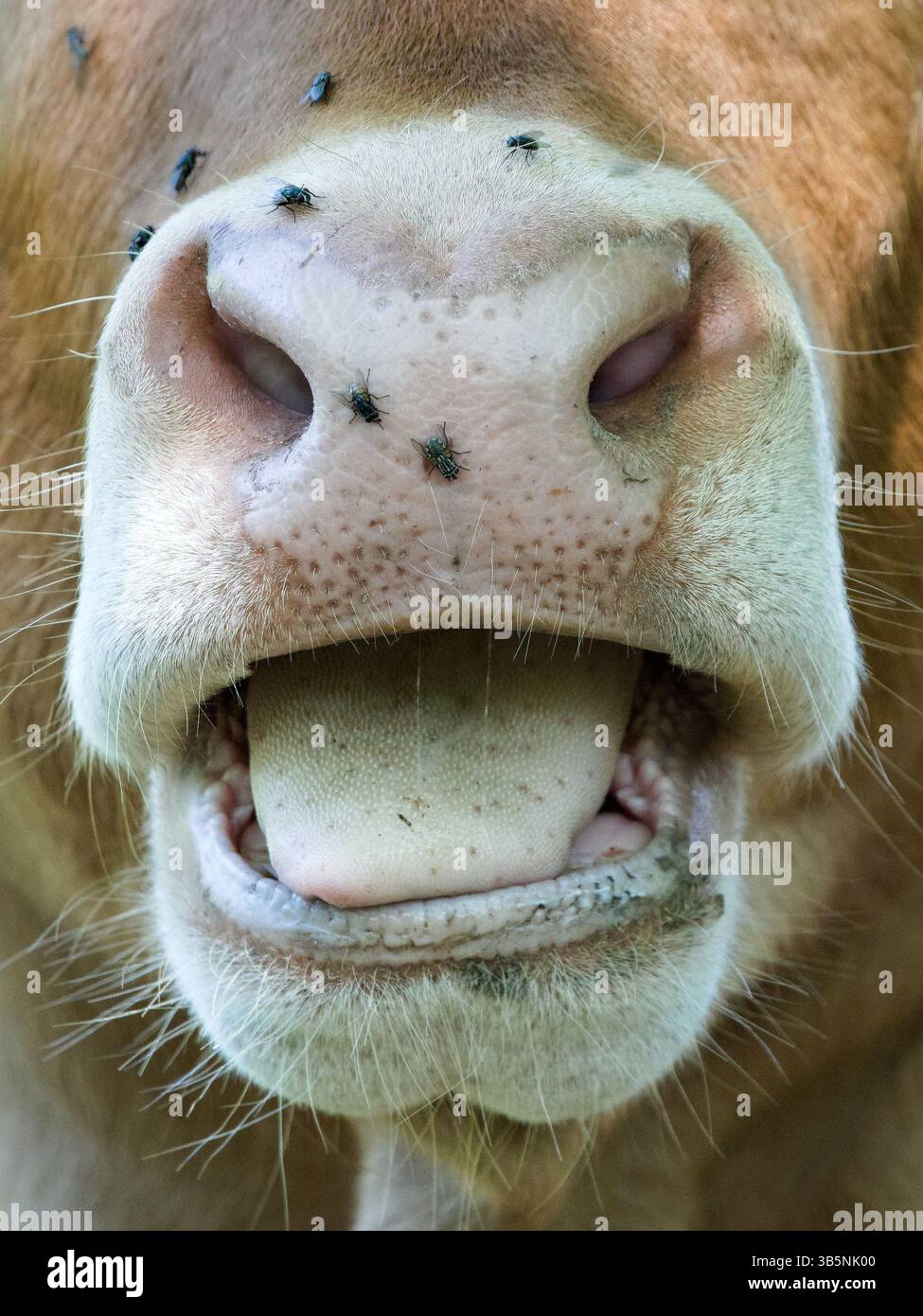 Close-up detail of cow muzzle covered by annoying flies. Open mouth and ...