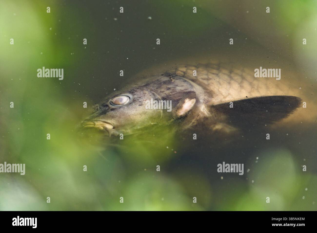 Dead fish in the pond. Polluted or poisoned water concept ...