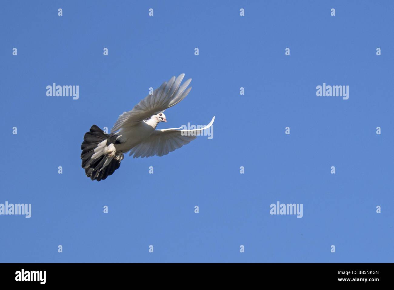 Carrier pigeon in flight under a blue sky Stock Photo - Alamy