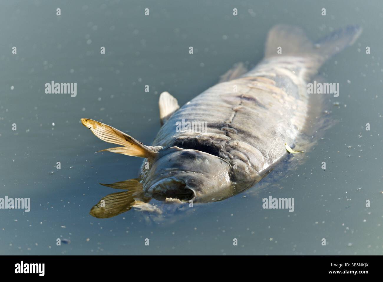 Dead fish in the pond. Polluted or poisoned water concept ...