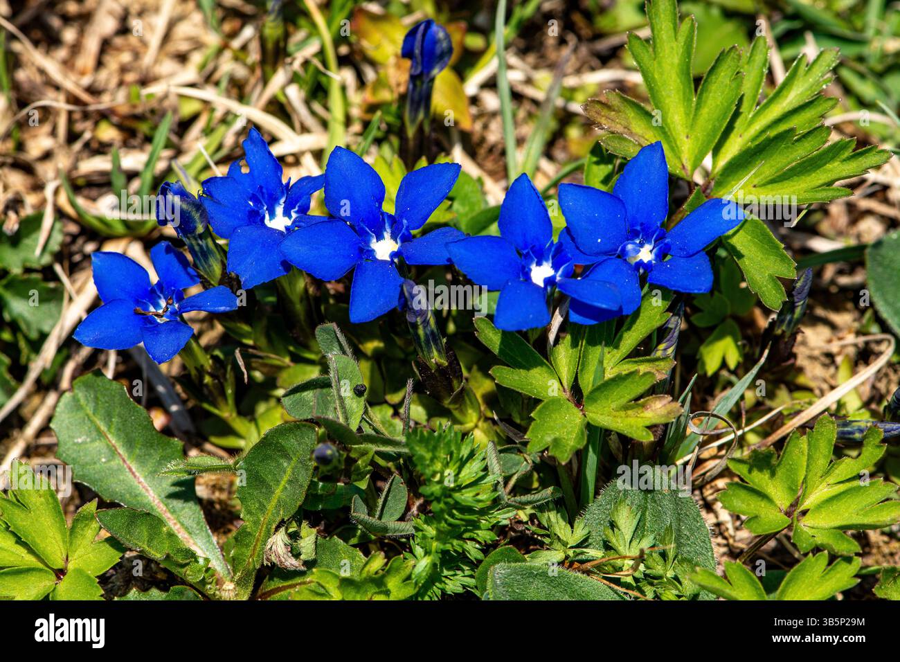 Spring gentian (Gentiana verna), intensely blue flowers with five ...