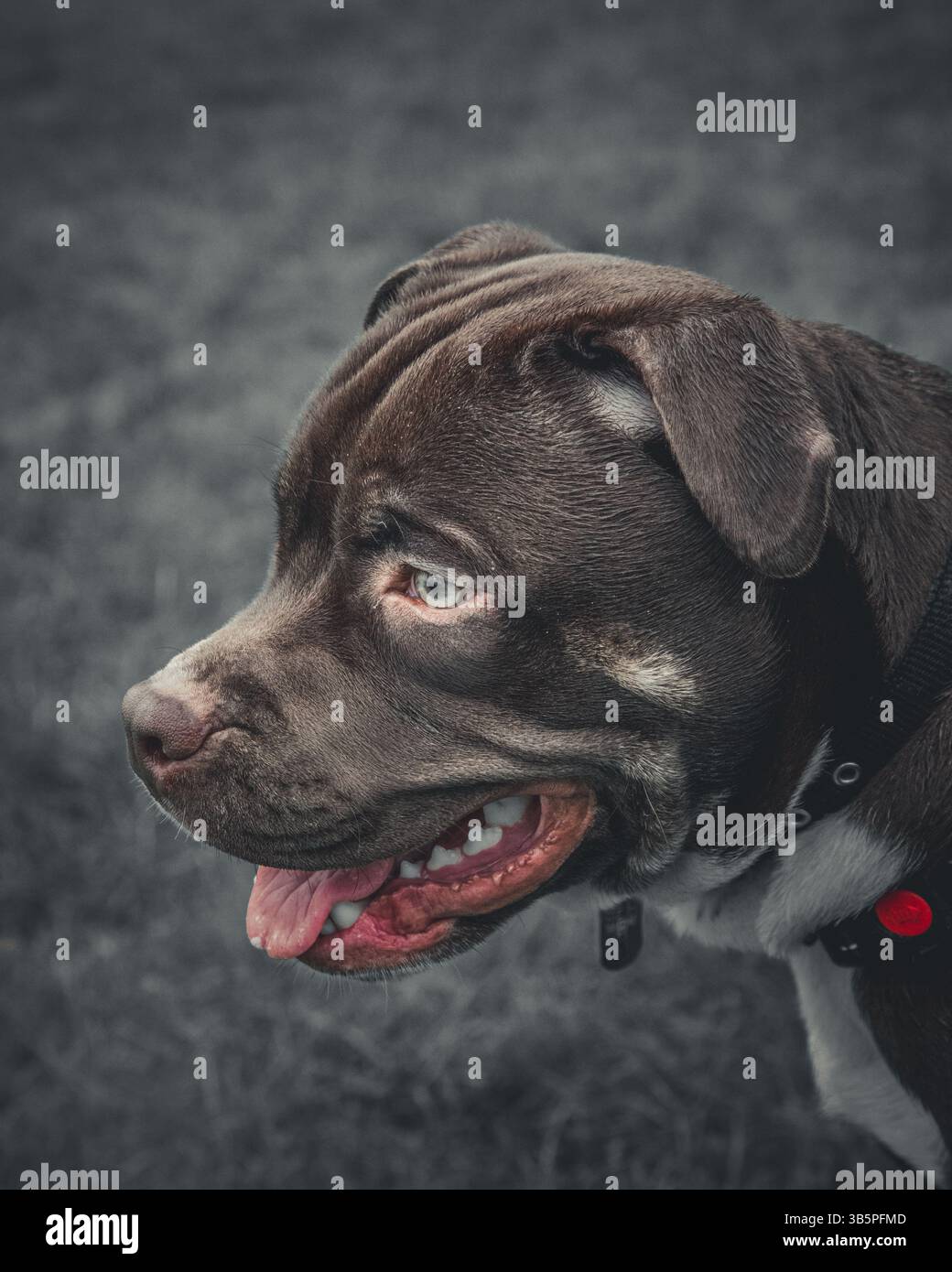 Close-up of an American Bulldog cross staffy, Animal, American Bulldog ...