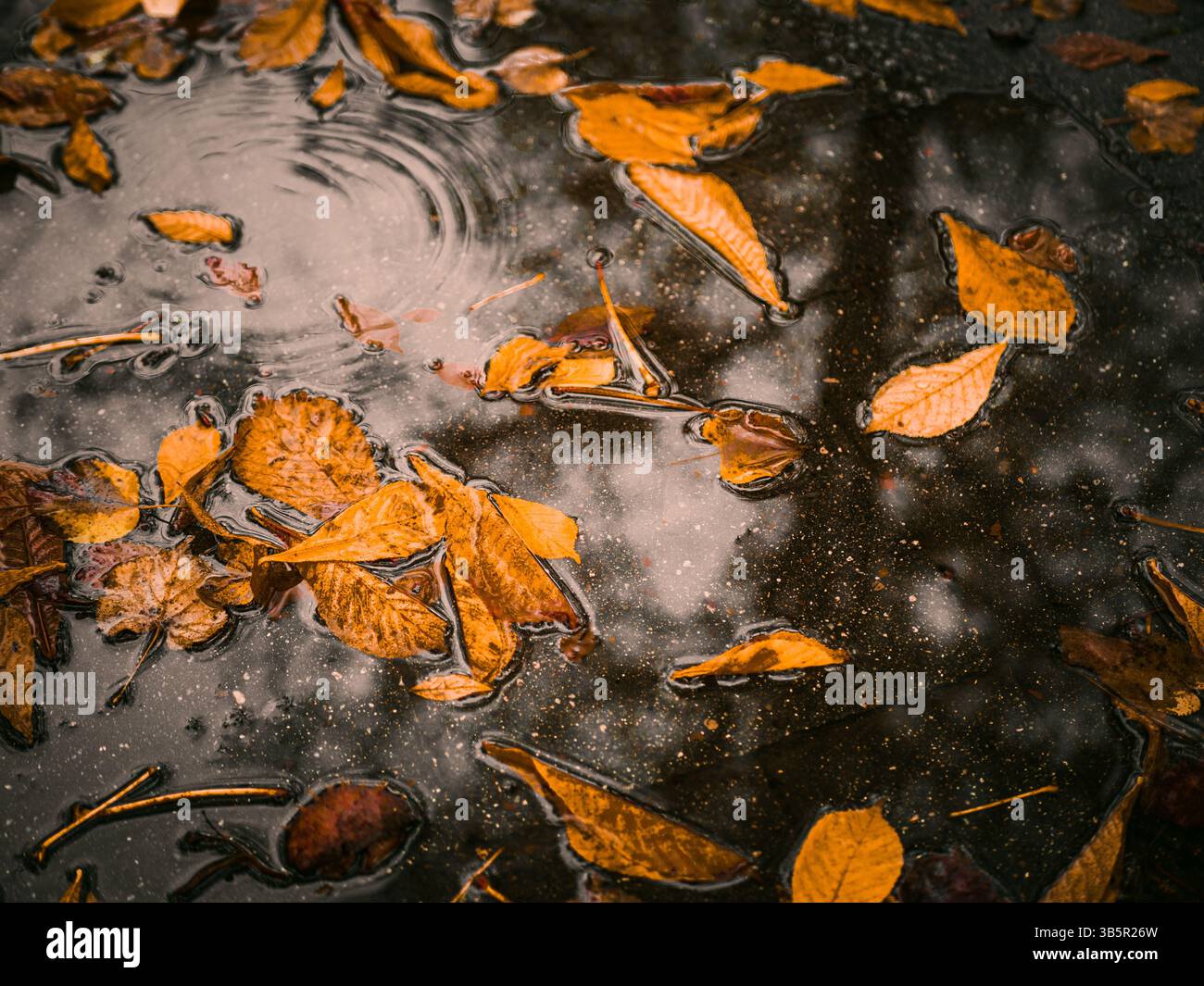 Orange Autumn Leaves Fallen into Puddle Stock Photo - Alamy