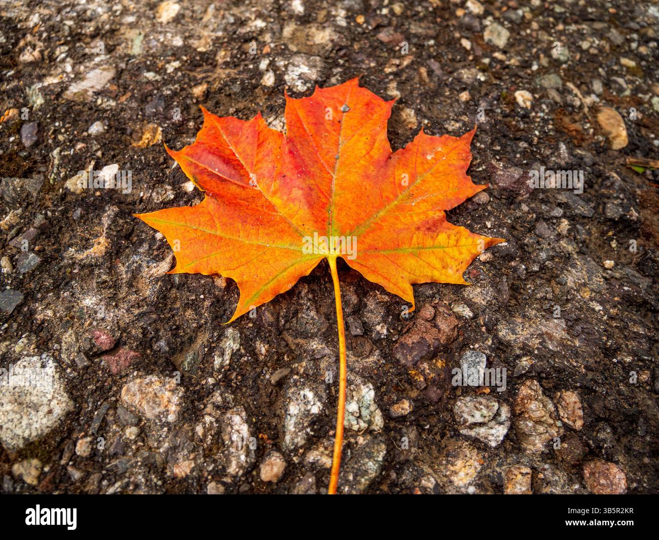Fallen leaf rocky surface hi-res stock photography and images - Alamy