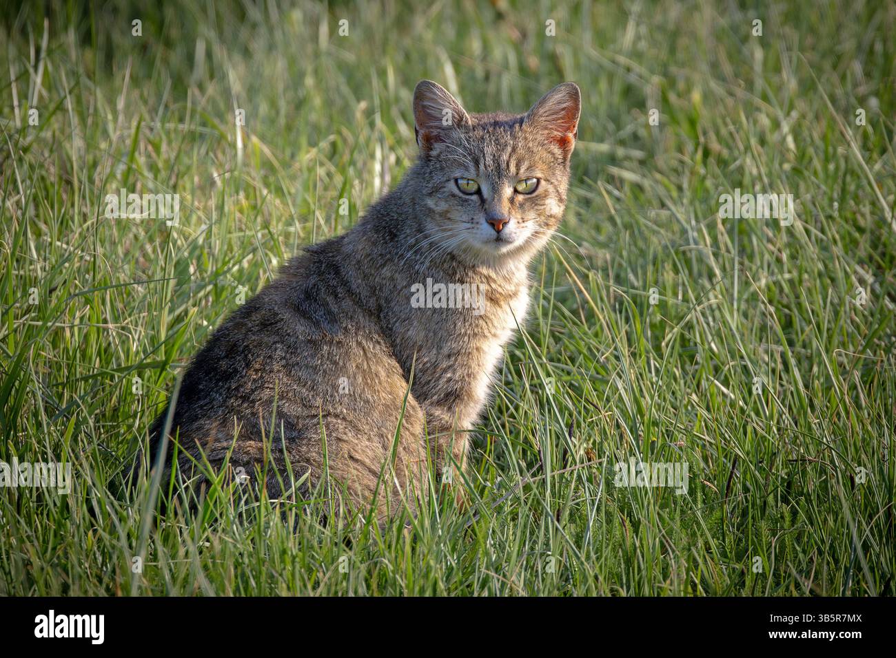 feral tabby cat in the field, animal foraging for mice (Felis catus ...
