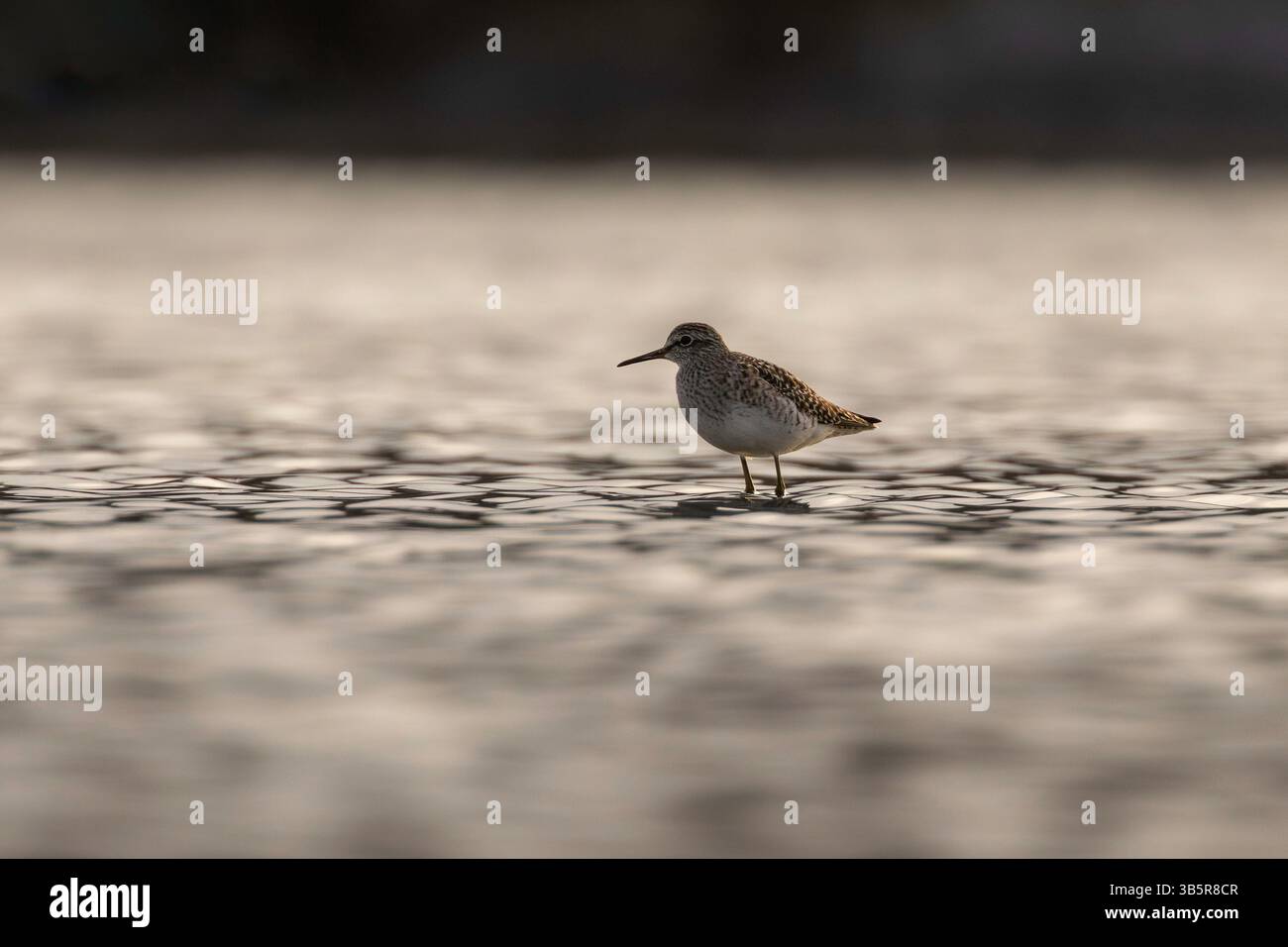 Small bird in shallow water hi-res stock photography and images - Alamy