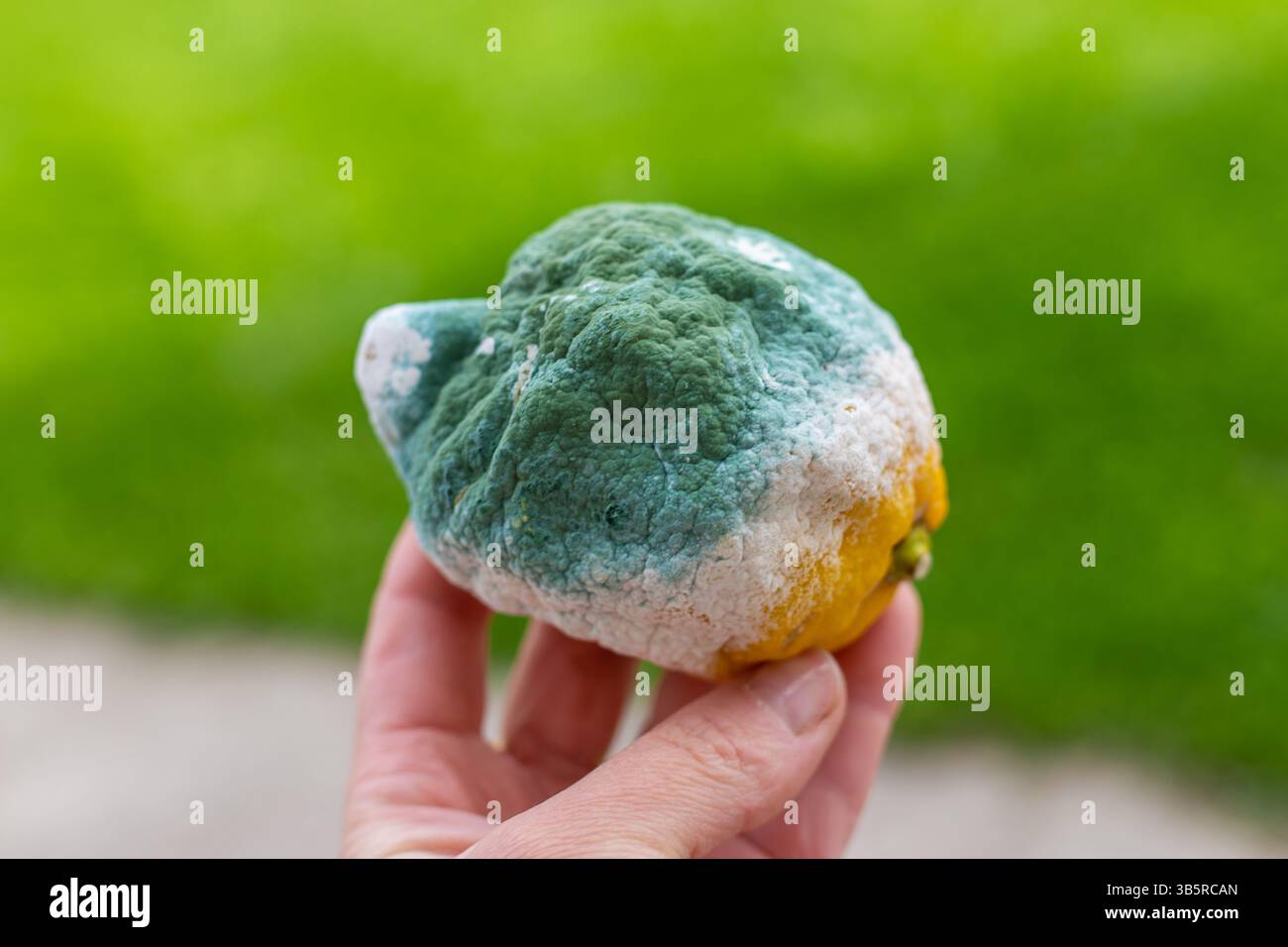 Aging spoiled lemon mold hi-res stock photography and images - Alamy