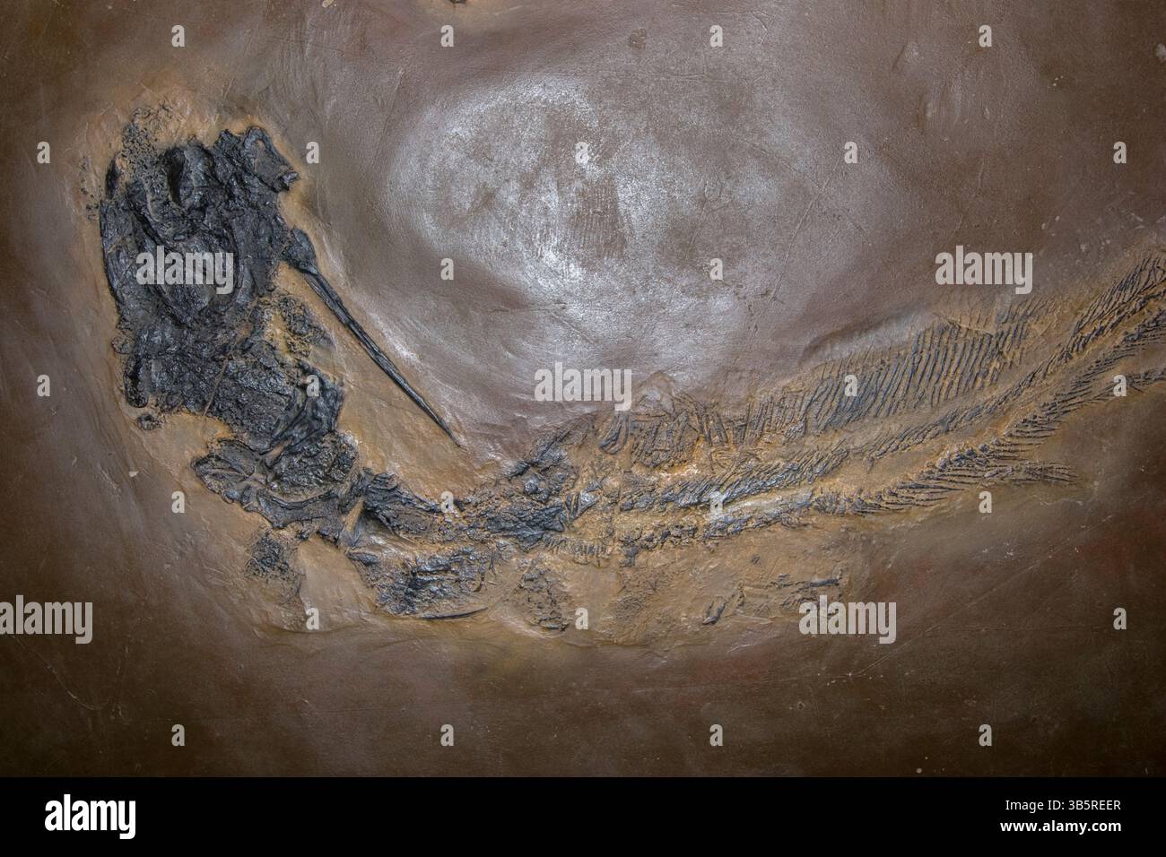 Fossil of Xenacanthus a prehistoric shark of the Permian Period from ...