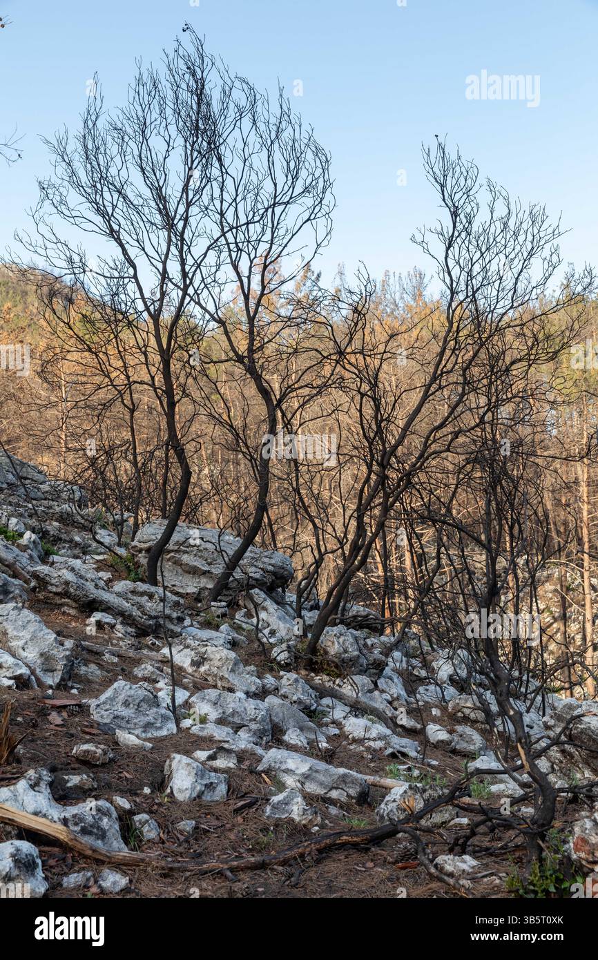 May 26, 2022: Close-up detail views of the trees after the fire of the ...