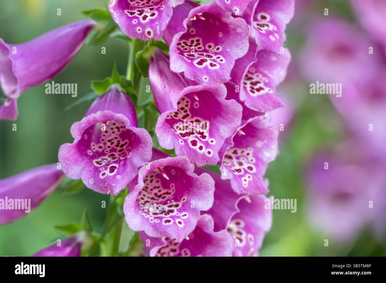 Beautiful foxglove (Digitalis purpurea) flowers in Olguita's Garden at ...