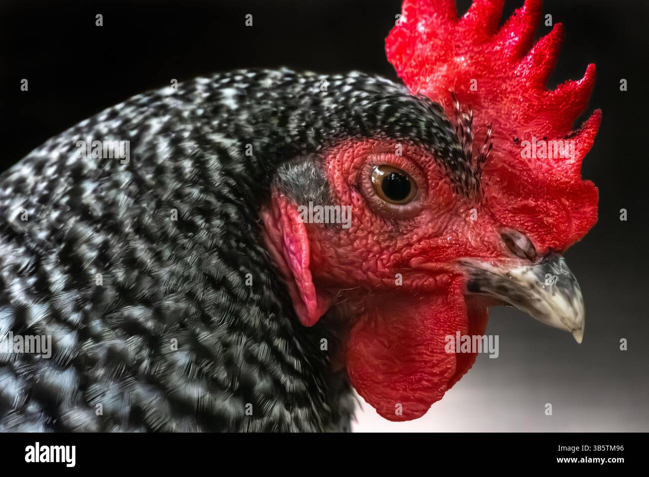 Barred Plymouth Rock chicken at Smith's Farm adjoining Goizueta Gardens ...