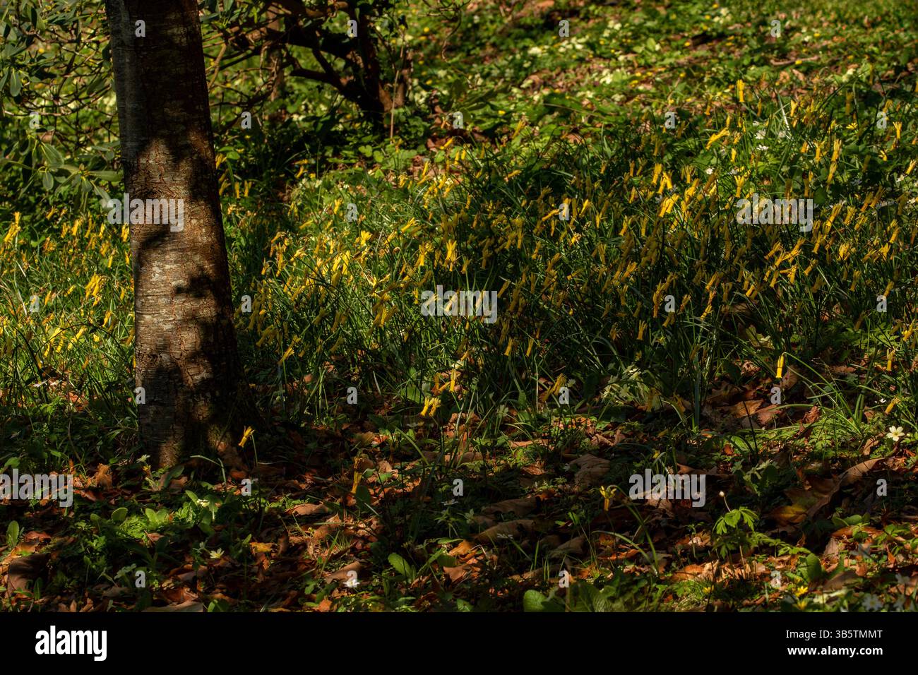 RHS Garden Rosemoor, botanical garden in North Devon, England.Alluring ...