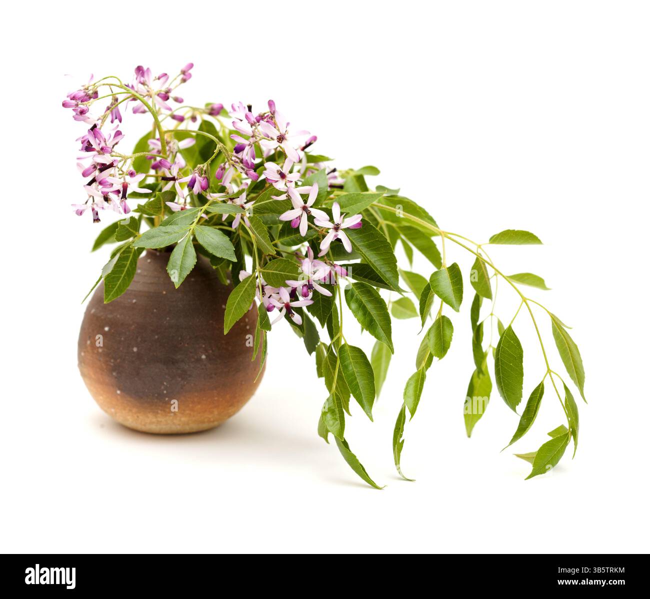 Indian bead tree Cut Out Stock Images & Pictures - Alamy