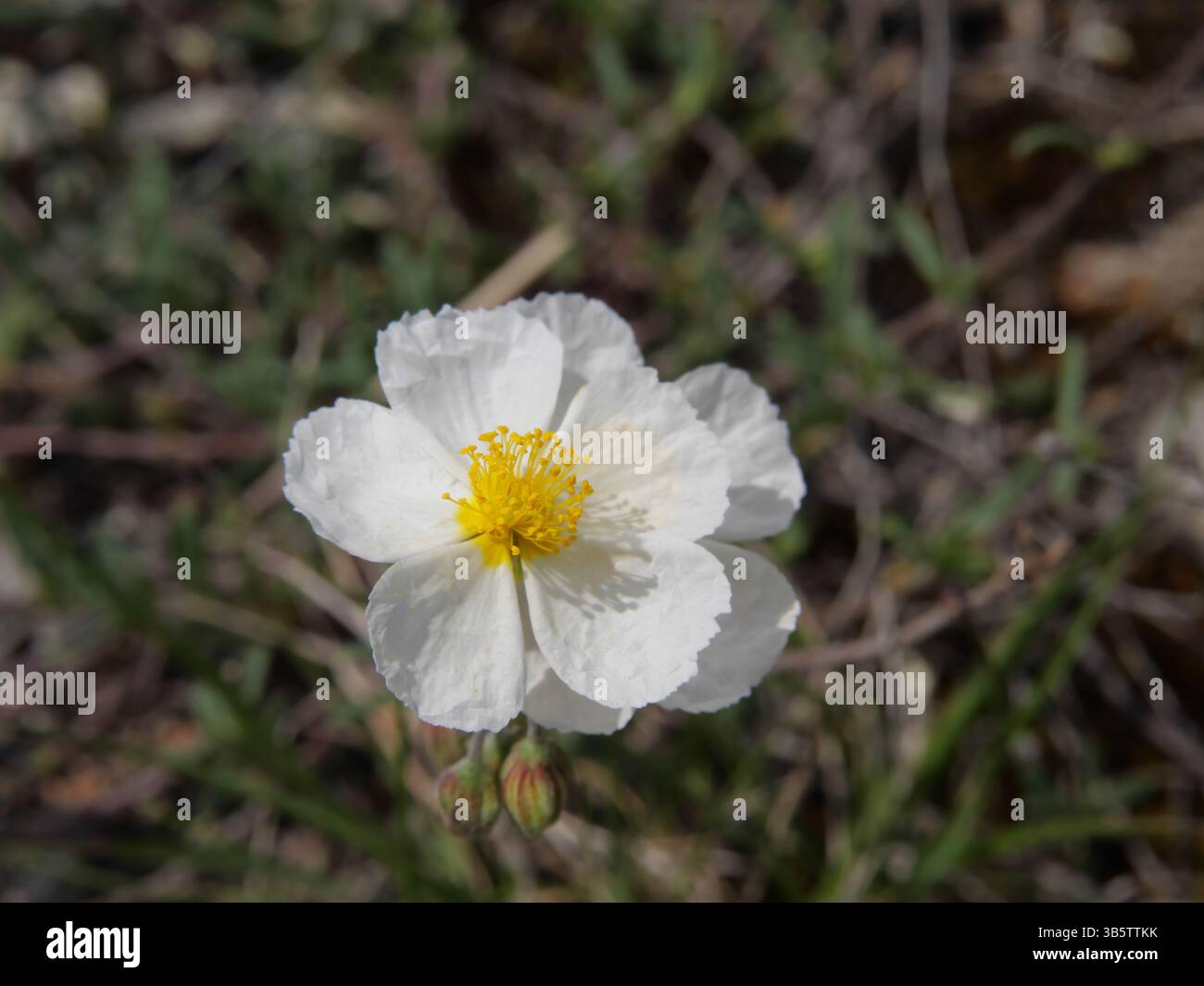 Macro photograph of the white flower of the great wood anemone Anemone ...