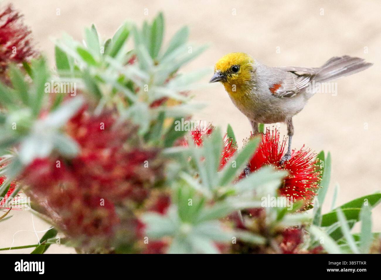 Verdin bird on a Bottle brush plant Stock Photo - Alamy