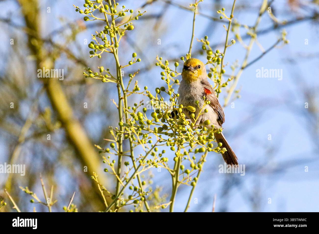 Arizona verdin hi-res stock photography and images - Alamy